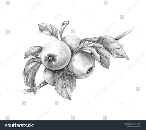 Hand Drawn Apple Branch Isolated On Stock Illustration 1232940874