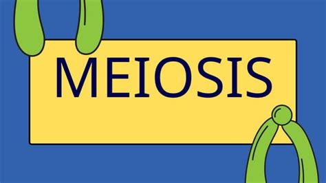 Meiosis Gamete Sex Cell Cell Division Pptx