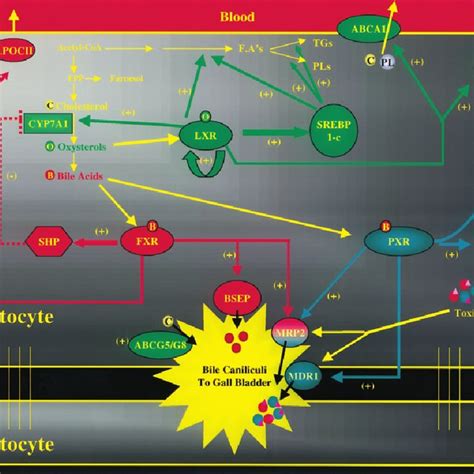 Lxr Fxr And Pxr Liver X Activated Receptor Farnesoid X Activated Download Scientific