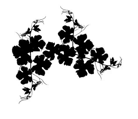 Free Black And White Vine Clipart Download Free Black And White Vine