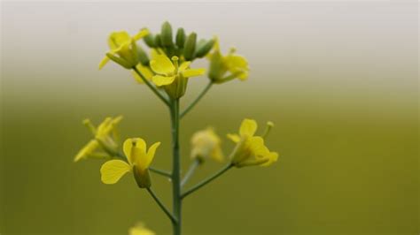 Investing In Biofuel Could Help Canadian Canola Producers Struggling