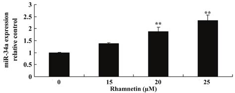 Rhamnetin Promotes Mir 34a Expression In Mcf 7 Cells P Download