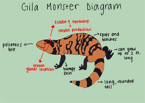 Gila Monster Venom Gland Gila Monsters Ultimate Exotics