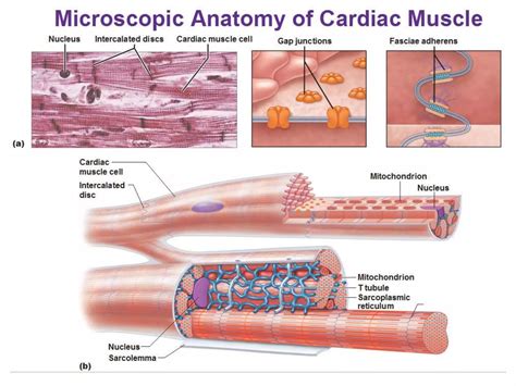 Зүрхний анатоми ба физиологи Pptx