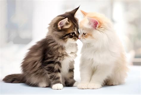 Premium Ai Image Two Cute Cat Couple In Love About To Kiss On