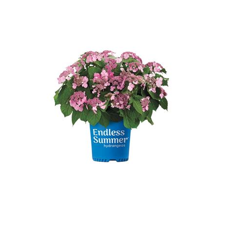Macrophylla Endless Summer Twist And Shout® Hydrangea 2 Rural King