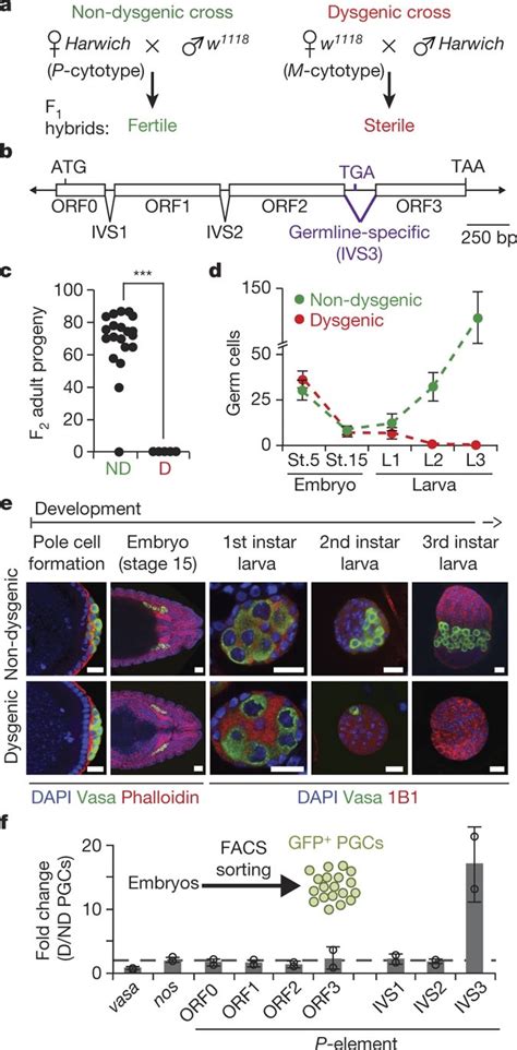 P Element Dna Transposon Splicing Is Regulated In Germ Cells During Download Scientific Diagram