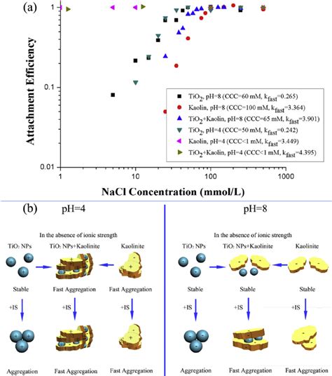 A Attachment Ef Fi Ciency Of Kaolin Tio 2 Nps And Kaolin þ Tio 2