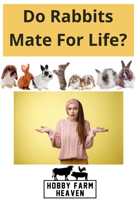 Rabbit Mating Behavior Do Rabbits Mate For Life · Hobby Farm Heaven