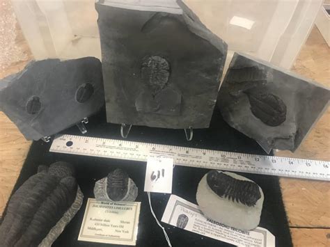 Trilobite Fossils Aumann Auctions Inc