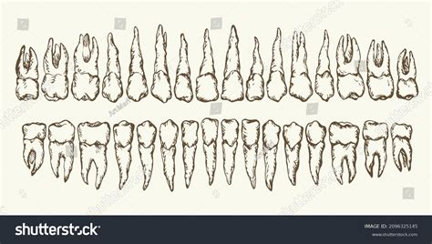Human Teeth Diagram Side View