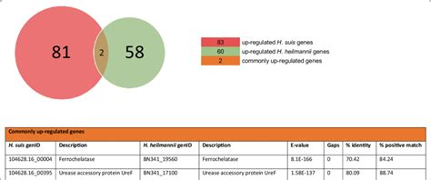 Commonly Up Regulated H Suis And H Heilmannii Genes According To