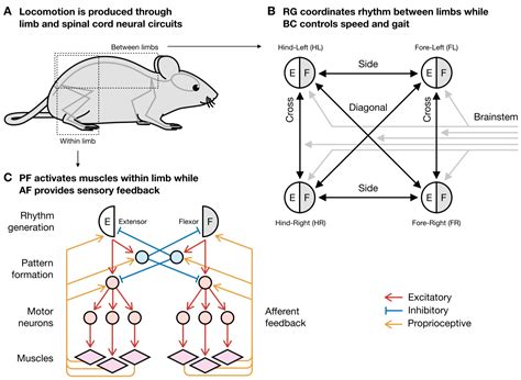 논문 리뷰 Neural Circuit Architectural Priors For Quadruped Locomotion