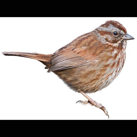 Song Sparrow Melospiza Melodia Identification Birda