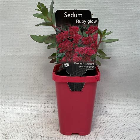 Sedum Ruby Glow Formosa Gardens Nursery Ballarat