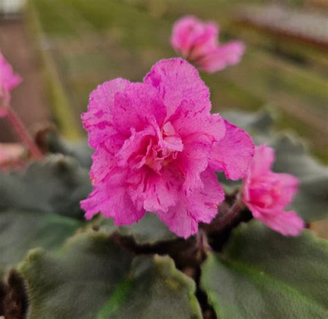 Ness Fantasy Gold African Violet Live Plant Young Pre Finished Starter