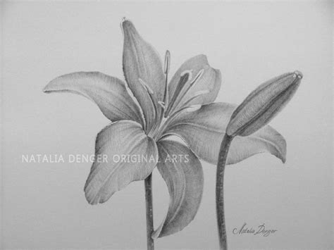 Lily Tattoo Sketch At PaintingValley Com Explore Collection Of Lily Tattoo Sketch