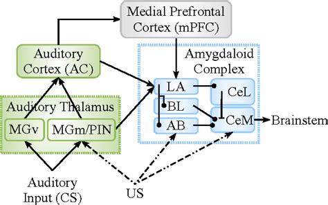 figure 1 from a neurocomputational amygdala model of auditory fear