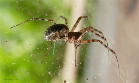 Spider Spiders Spider Web Spider Free Pictures Free Image From