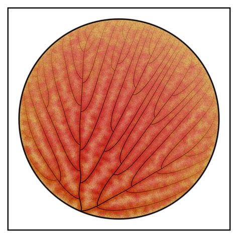 A Leaf Venation Pattern R Generative