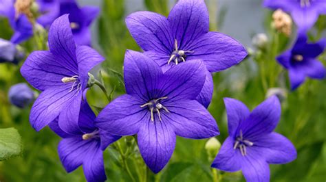 15 Purple Perennials To Plant In Fall To Enjoy Year After Year