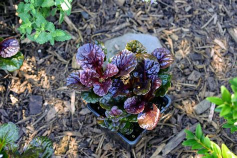 The Martha Stewart Blog Blog Archive Planting Ajuga In The Pergola
