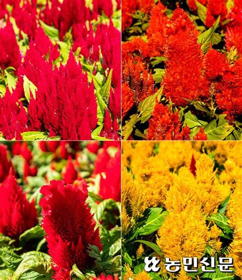 [가을 섬 여행] 푸른바다 넘어 붉은바다 넘실 꽃길 걷는 발길마다 웃음꽃