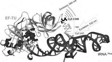 Structure Of The Ternary Complex The Sites Chosen For Labeling Of The