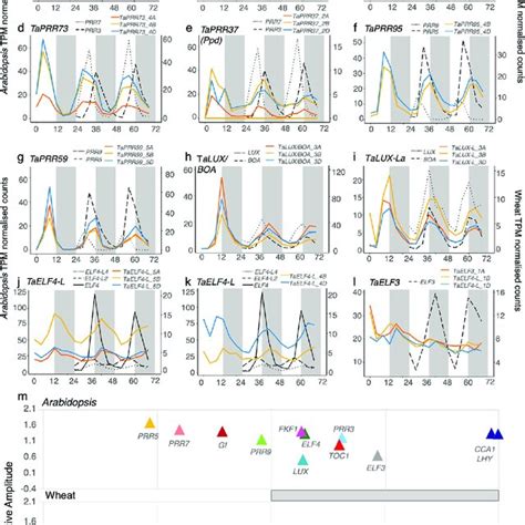 Free Running Expression Of Core Circadian Clock Genes In Wheat And