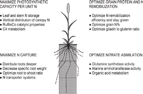 Management Strategies For High Nitrogen Use Efficiency Foulkes Et Al