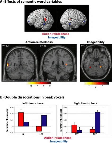 Brain Activation Modulated By Semantic Variables A Activation Peaks