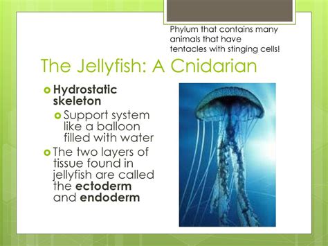 Hydrostatic Skeleton Jellyfish