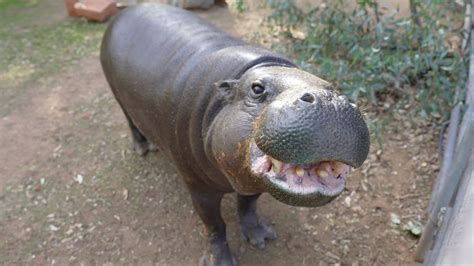 Worlds Oldest Pygmy Hippo Hannah Shirley Celebrates 52nd Birthday With Hungry Hungry Hippos