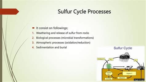 Sulphur Cycleecology By Muhammad Ramzanpptx