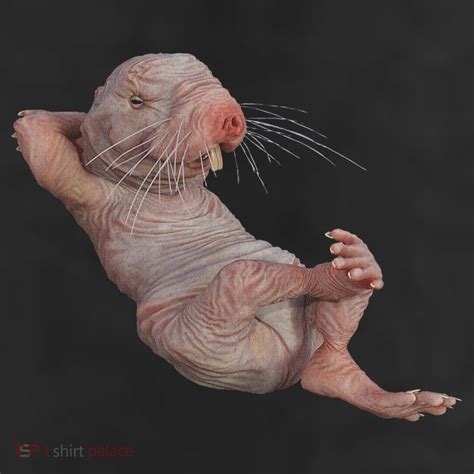 Funny Naked Mole Rat Zookeeper Safari Animal Lover Mole Rat Hat