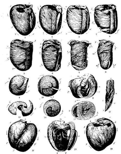 Anatomical Dissections Download Scientific Diagram