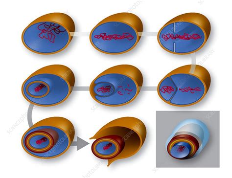 Bacterial Endospore Formation Diagram Stock Image C0097392