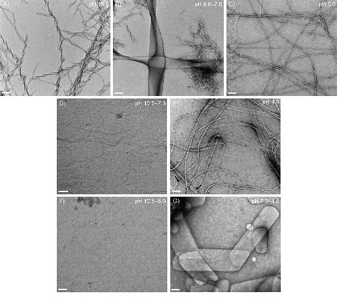 Figure 8 From Effect Of Glycine Substitution On Fmoc Diphenylalanine Self Assembly And Gelation