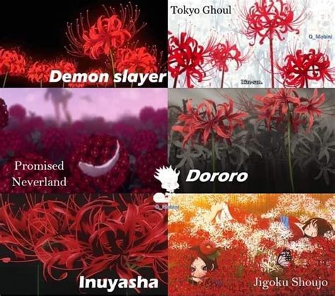 Lycoris Radiata Meaning In Anime At Trudi Abbas Blog