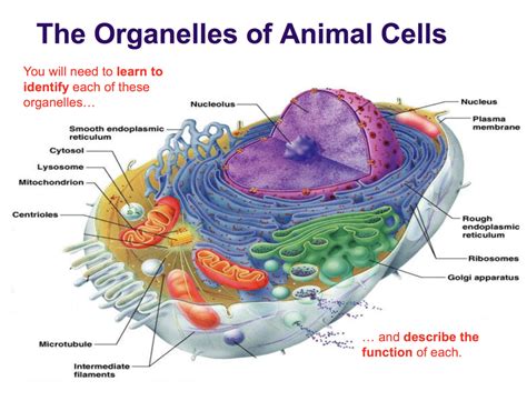 Asci 112 Midterm 1 Cell Structure And Function Diagram Quizlet