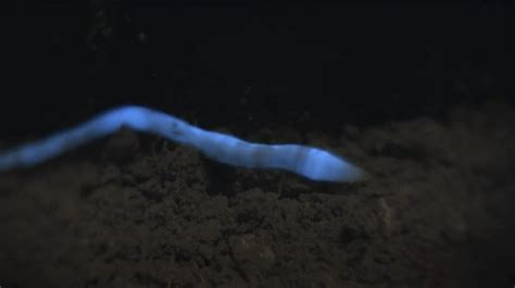 Earthworms In Turf