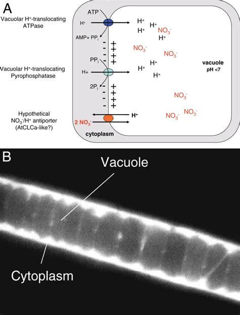 Vacuoles Definition Structure Types Functions And Diagram