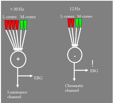 Signal Pathways In The Electroretinogram IntechOpen