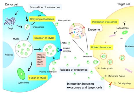Exosome Mediated Immunosuppression In Tumor Microenvironments