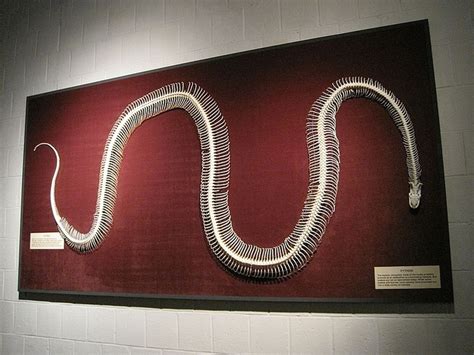 Python At The Pink Palace Museum Pink Palace Museum Palace