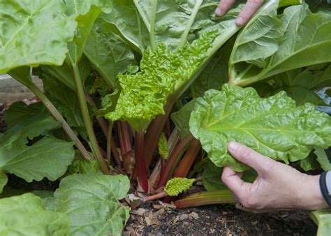 Growing Rhubarb Is It A Vegetable
