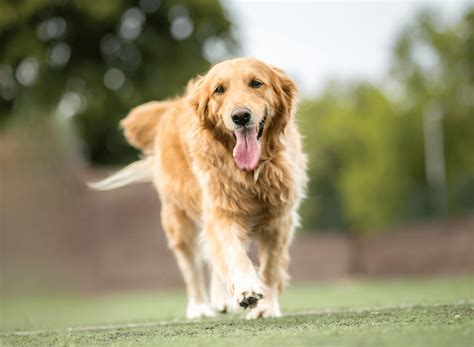 Wat Als We Ervoor Kunnen Zorgen Dat Jouw Hond Gezonder Ouder Wordt