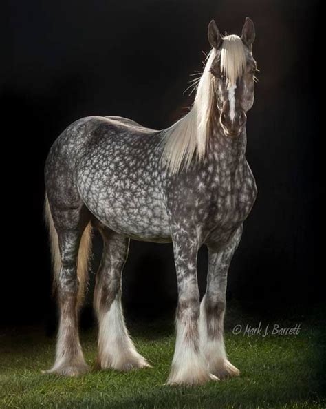 Dapple Grey Gypsy Vanner