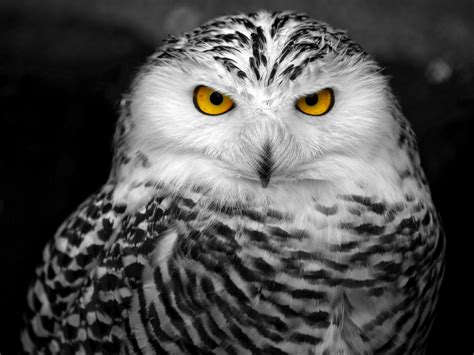 Обои на рабочий стол белая сова полярная сова птица