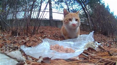 줘도 못먹는 귀엽고 멍청한 고양이 Stupid Cat 관찰남 Youtube